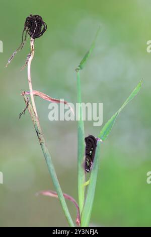 Hairy Crabgrass (Digitaria sanguinalis Stock Photo - Alamy
