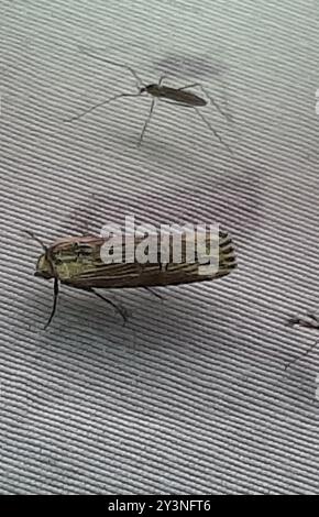Verbena Moth (Crambodes talidiformis) Insecta Stock Photo - Alamy