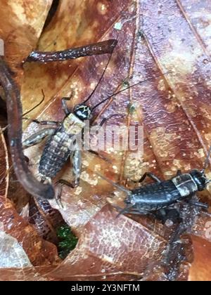 Wood Cricket (Nemobius sylvestris) Insecta Stock Photo - Alamy