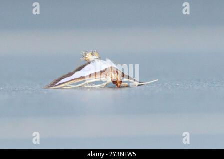 Cucumber Moth (Diaphania indica) Insecta Stock Photo - Alamy