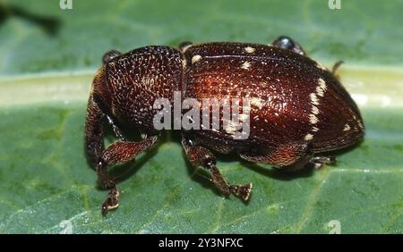 (Hylobius transversovittatus) Insecta Stock Photo - Alamy