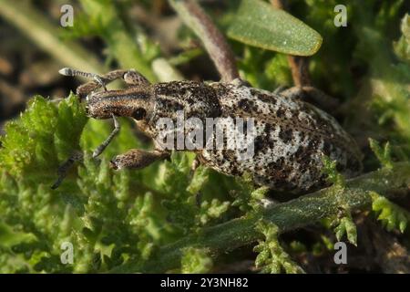 (Cyphocleonus dealbatus) Insecta Stock Photo - Alamy