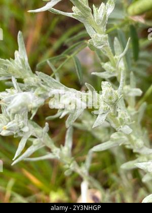 field fluffweed (Filago arvensis), Plantae, Tammisaari Stock Photo - Alamy