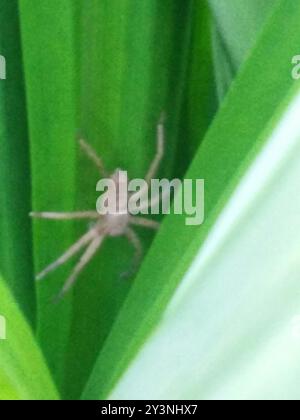 RTA Clade (Rta clade) Arachnida Stock Photo - Alamy