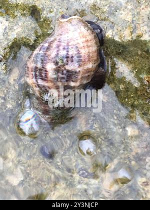 Florida Rock Shell (Stramonita floridana) Mollusca Stock Photo - Alamy