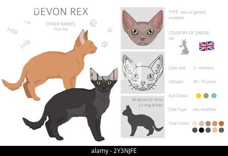 Devon Rex Cat clipart. All coat colors set. All cat breeds ...