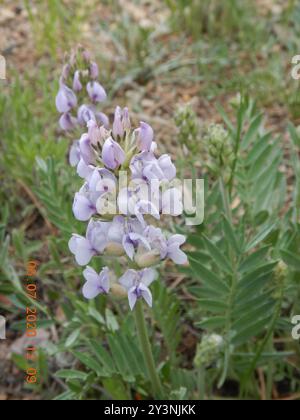 White Point-vetch (Oxytropis sericea) Plantae Stock Photo - Alamy