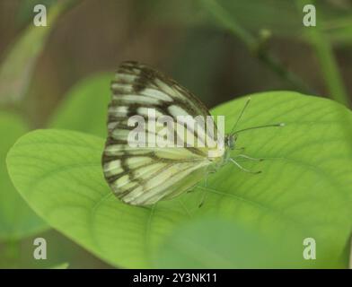 Common Gull (Cepora nerissa) Insecta Stock Photo - Alamy