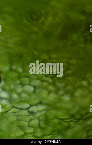 Thin Starwort (Mannia gracilis) Plantae Stock Photo - Alamy