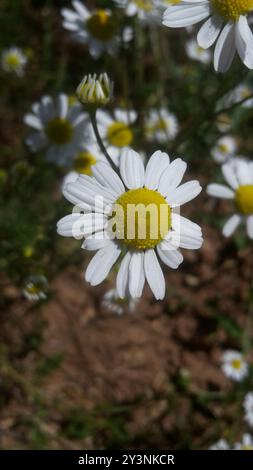 Stinking chamomile (Anthemis cotula) Plantae Stock Photo - Alamy