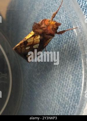 Gold Spot (Plusia festucae), Insecta, Killeen Castle - Golf Club ...