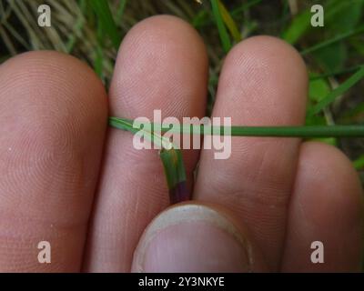 Wood Fescue (Festuca altissima) Plantae Stock Photo - Alamy