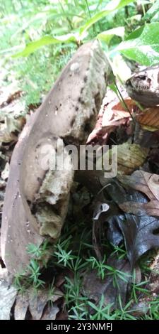 Black Velvet Bolete (Tylopilus alboater), Fungi, Maryland, US, Several ...