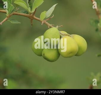 Asian Bushbeech (Gmelina asiatica) Plantae Stock Photo - Alamy