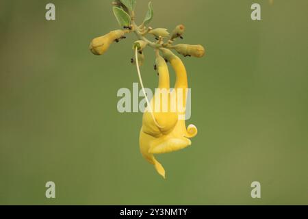 Asian Bushbeech (Gmelina asiatica) Plantae Stock Photo - Alamy