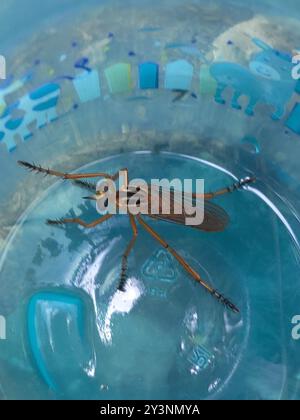 Plain-tailed Hanging Thief (Diogmites neoternatus) Insecta Stock Photo ...