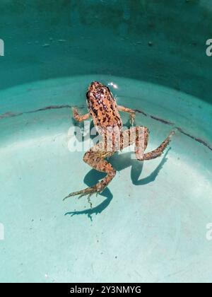 Sabinal Frog (Leptodactylus melanonotus) Amphibia Stock Photo - Alamy
