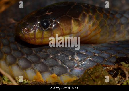 Western Forest Centipede-eater (Aparallactus modestus) Reptilia Stock ...