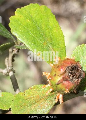 quince rust (Gymnosporangium clavipes) Fungi Stock Photo - Alamy