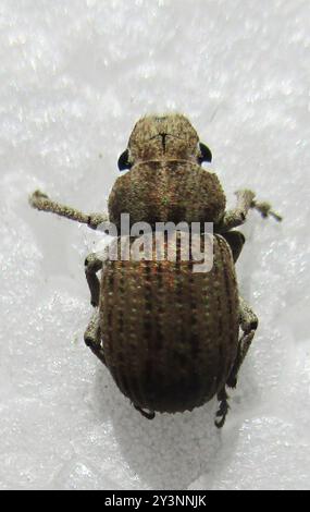 Ground Weevils (Protostrophus) Insecta Stock Photo - Alamy