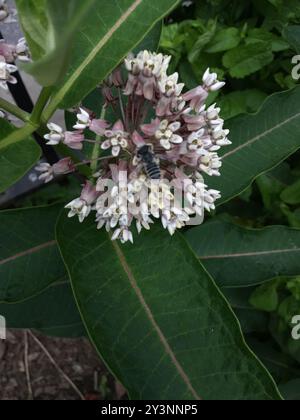 Texas Leafcutter Bee (Megachile texana) Insecta Stock Photo - Alamy