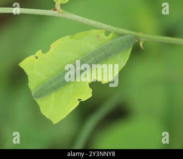 Common Gull (Cepora nerissa) Insecta Stock Photo - Alamy