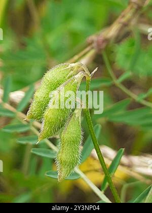 Hairy tare (Vicia hirsuta), Plantae, Broomhall, Sheffield, UK, Hairy ...