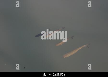 Thinlip Mullet (Chelon ramada) Actinopterygii Stock Photo - Alamy