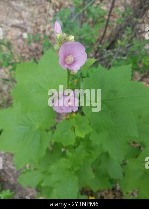 wild hollyhocks (Iliamna Stock Photo - Alamy