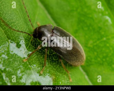 Toe-winged Beetles (Ptilodactylidae) Insecta Stock Photo - Alamy
