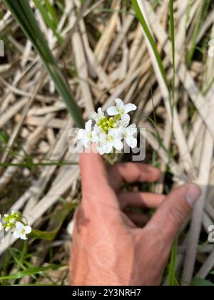bulbous cress (Cardamine bulbosa) Plantae Stock Photo - Alamy