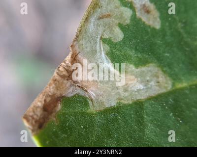 Spinach Leafminer (Pegomya hyoscyami) Insecta Stock Photo - Alamy