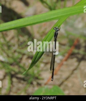 Stream Bluet (Enallagma exsulans) Insecta Stock Photo - Alamy
