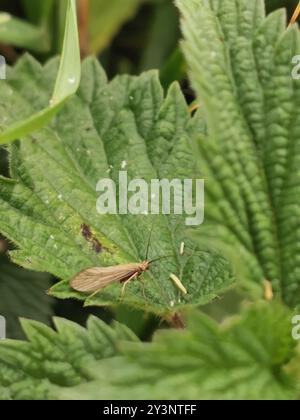 Small Red Sedge (Tinodes waeneri Stock Photo - Alamy
