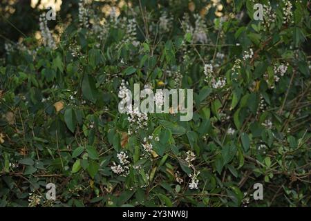 Common Derris (Derris trifoliata) Plantae Stock Photo - Alamy