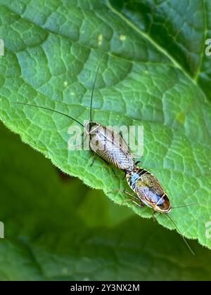 Forest Cockroach (Ectobius sylvestris) Insecta Stock Photo - Alamy