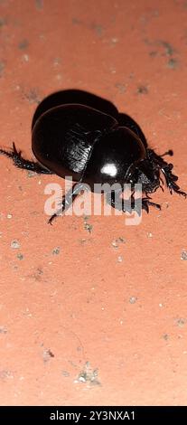 Earth-boring Beetles (Geotrupidae) Insecta Stock Photo - Alamy