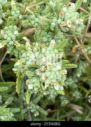 Felty Germander (Teucrium capitatum) Plantae Stock Photo - Alamy
