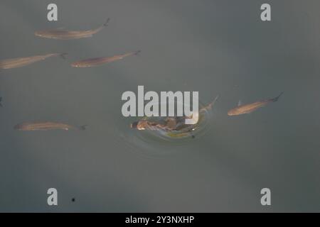 Thinlip Mullet (Chelon ramada) Actinopterygii Stock Photo - Alamy