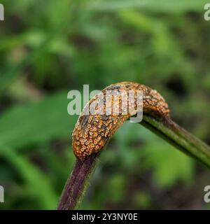 Orange-Yellow Rusts (Puccinia), Fungi, Division No. 4, CA-SK, CA, https ...
