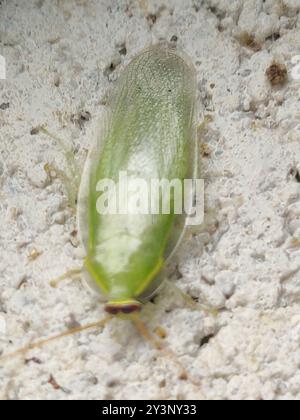 Banana Cockroach (Panchlora nivea) Insecta Stock Photo - Alamy