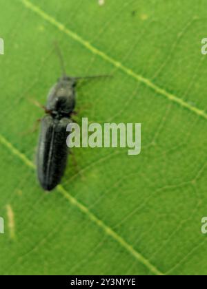 Basal Click Beetle (Limonius basilaris) Insecta Stock Photo - Alamy