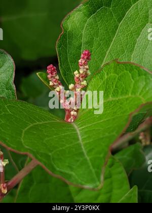 Dwarf Knotweed (Reynoutria compacta) Plantae Stock Photo - Alamy