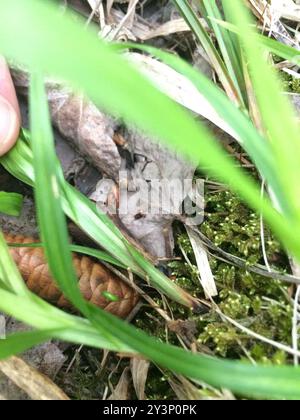 graceful sedge (Carex gracillima) Plantae Stock Photo - Alamy