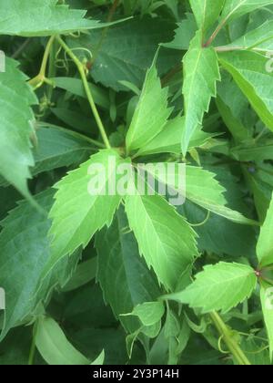thicket creeper (Parthenocissus inserta) Plantae Stock Photo - Alamy
