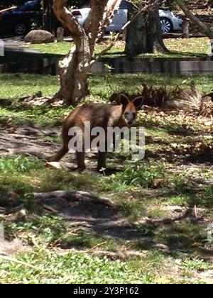 Swamp Wallaby (Wallabia bicolor) Mammalia Stock Photo - Alamy