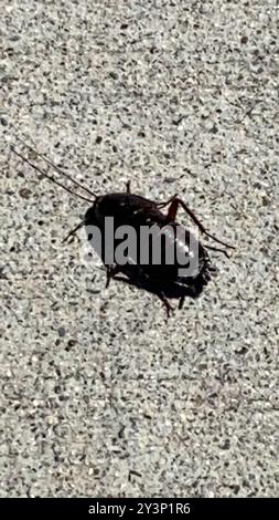 Oriental Cockroach (Blatta orientalis) Insecta Stock Photo - Alamy