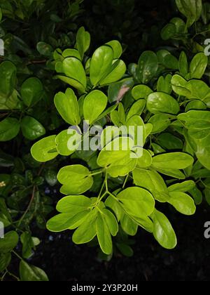 Blackbead (Pithecellobium keyense) Plantae Stock Photo - Alamy