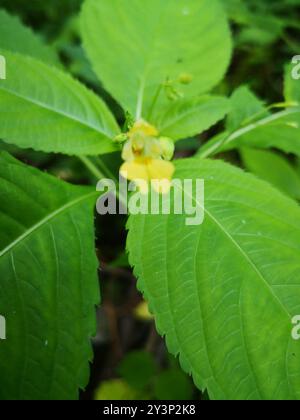 small balsam (Impatiens parviflora) Plantae Stock Photo - Alamy