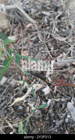 (Dolopus simulans) Insecta Stock Photo - Alamy